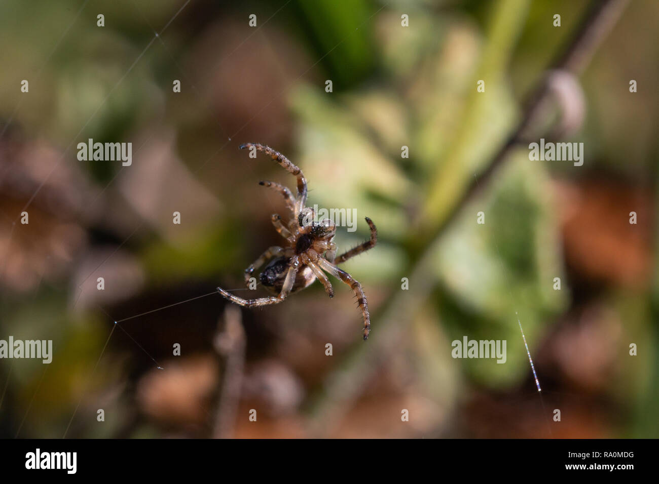 close up of a European garden spider spinning a web Stock Photo - Alamy