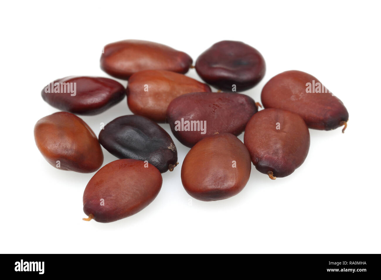 Carob seeds isolated on white background Stock Photo - Alamy