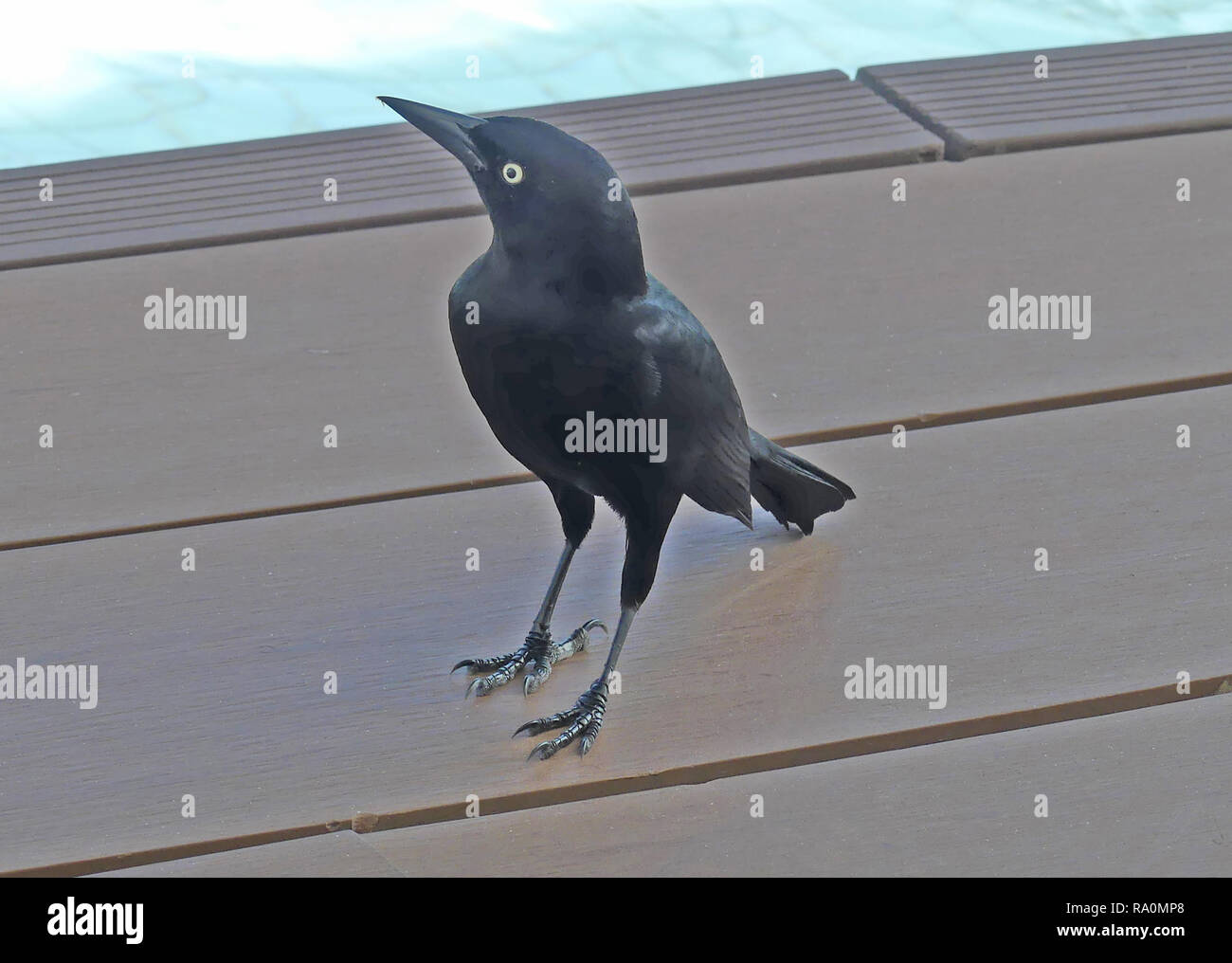 Greater grackle hi-res stock photography and images - Alamy