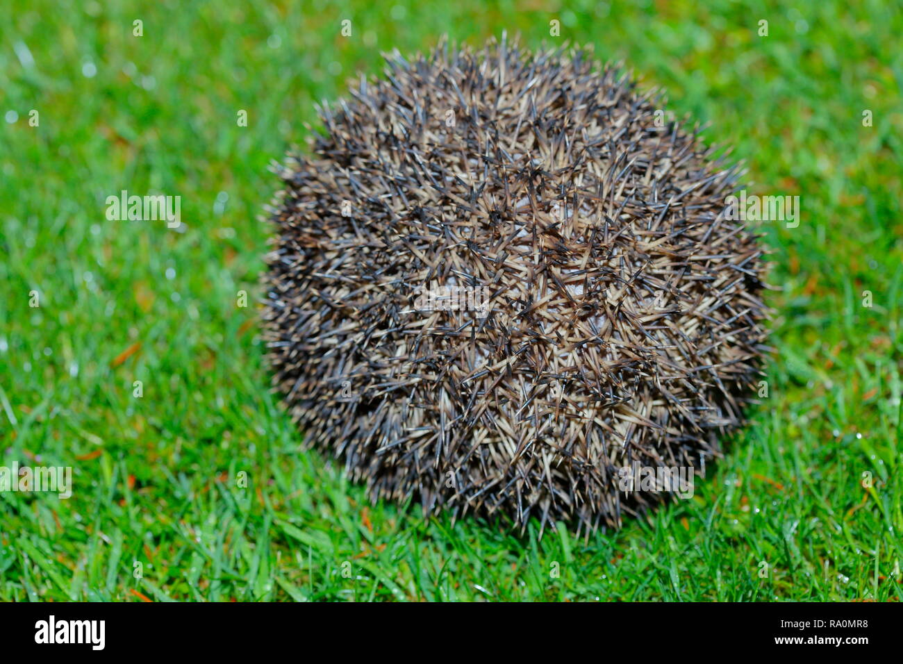 A Hedgehog rolled up into a ball Stock Photo - Alamy