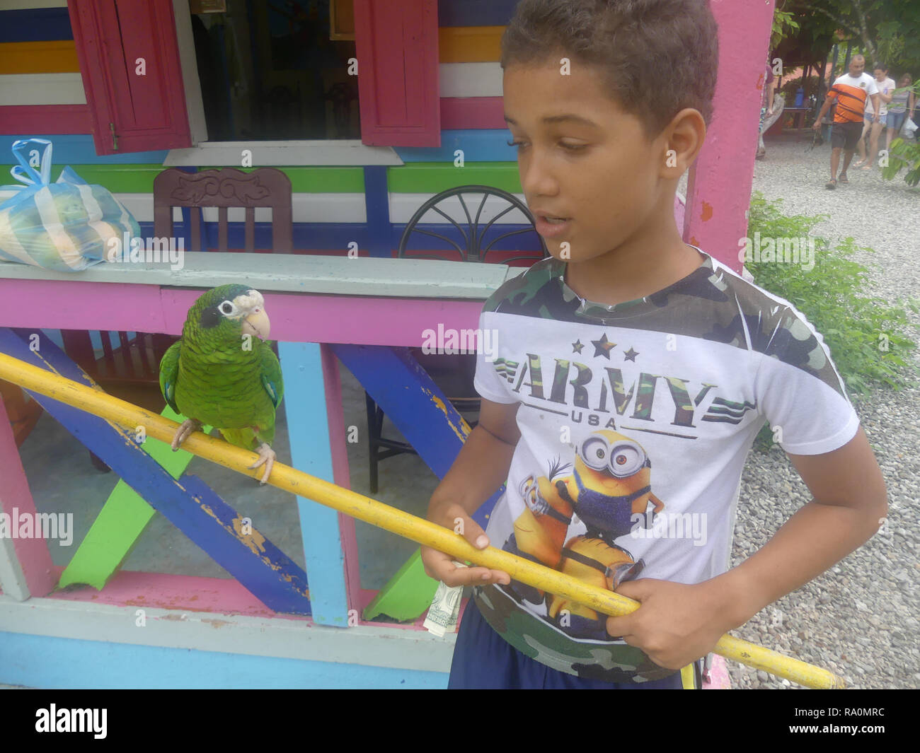 HISPANIOLAN PARROT Amazona ventralis in the Dominican Republic. Photo ...