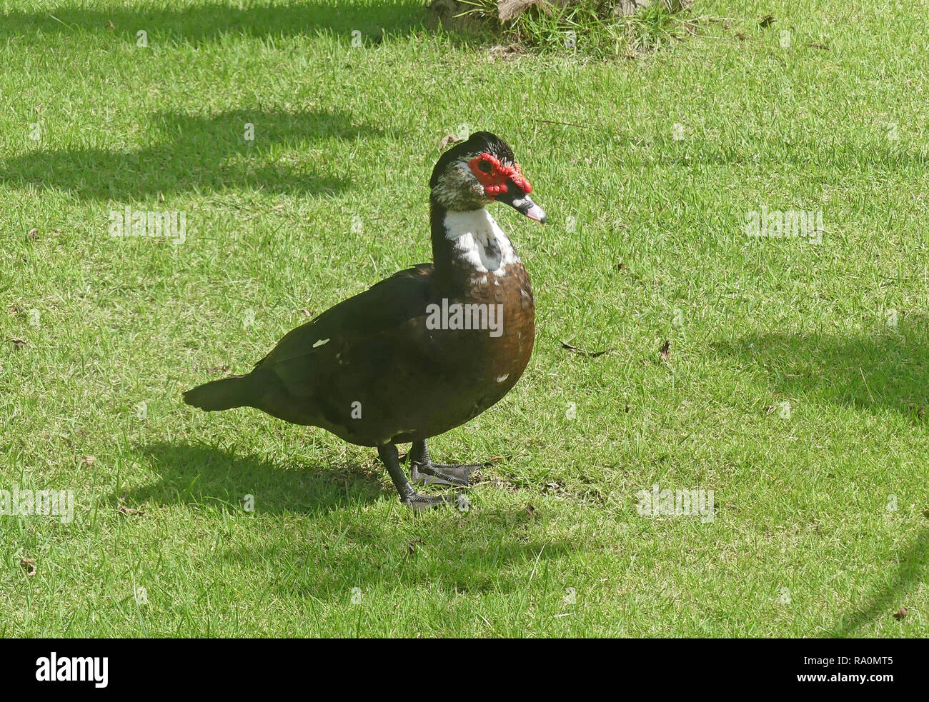 Moschata hi-res stock photography and images - Alamy