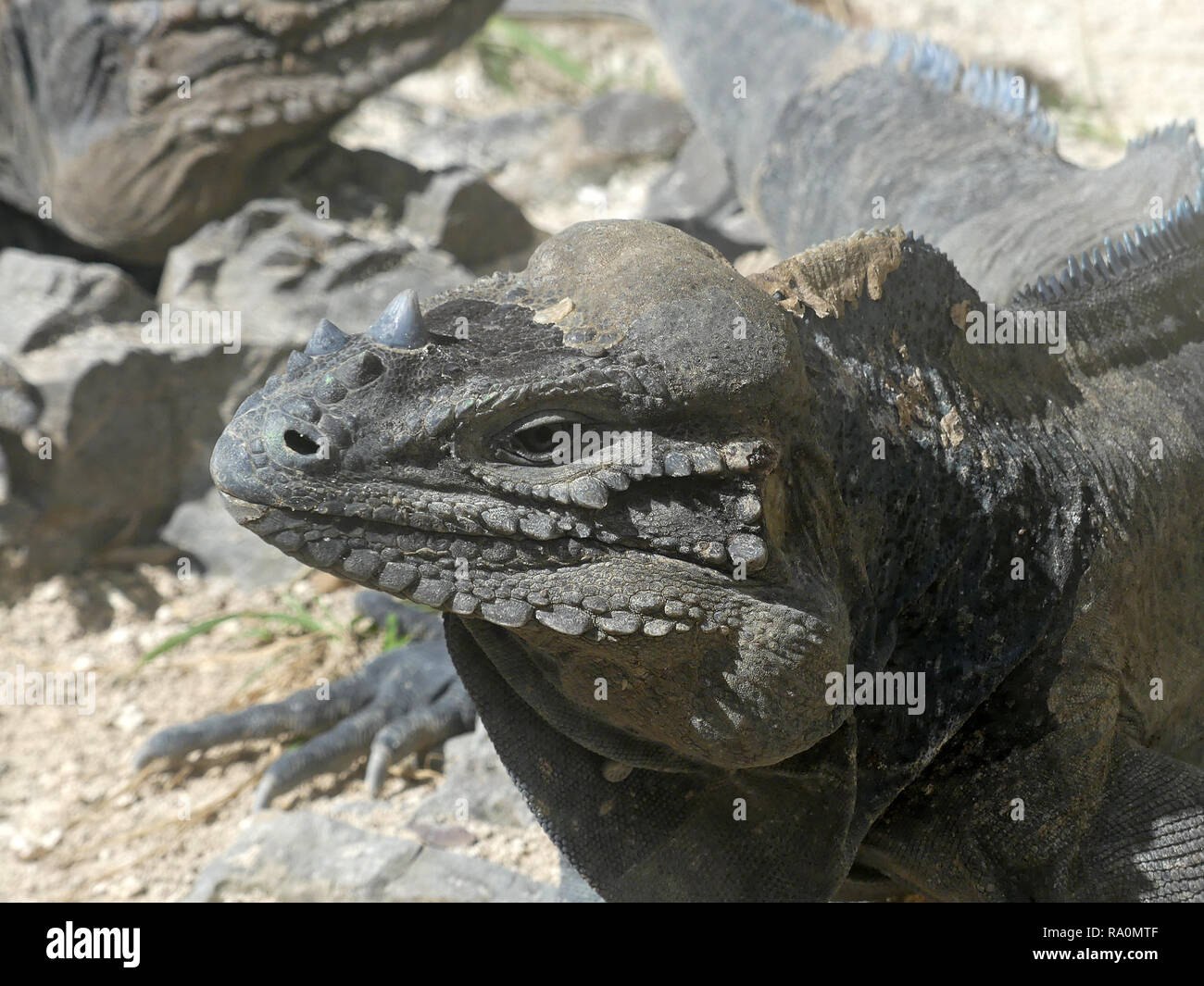 RHINOCEROS IGUANA Cyclura cornuta in the Dominican Republic. Photo ...