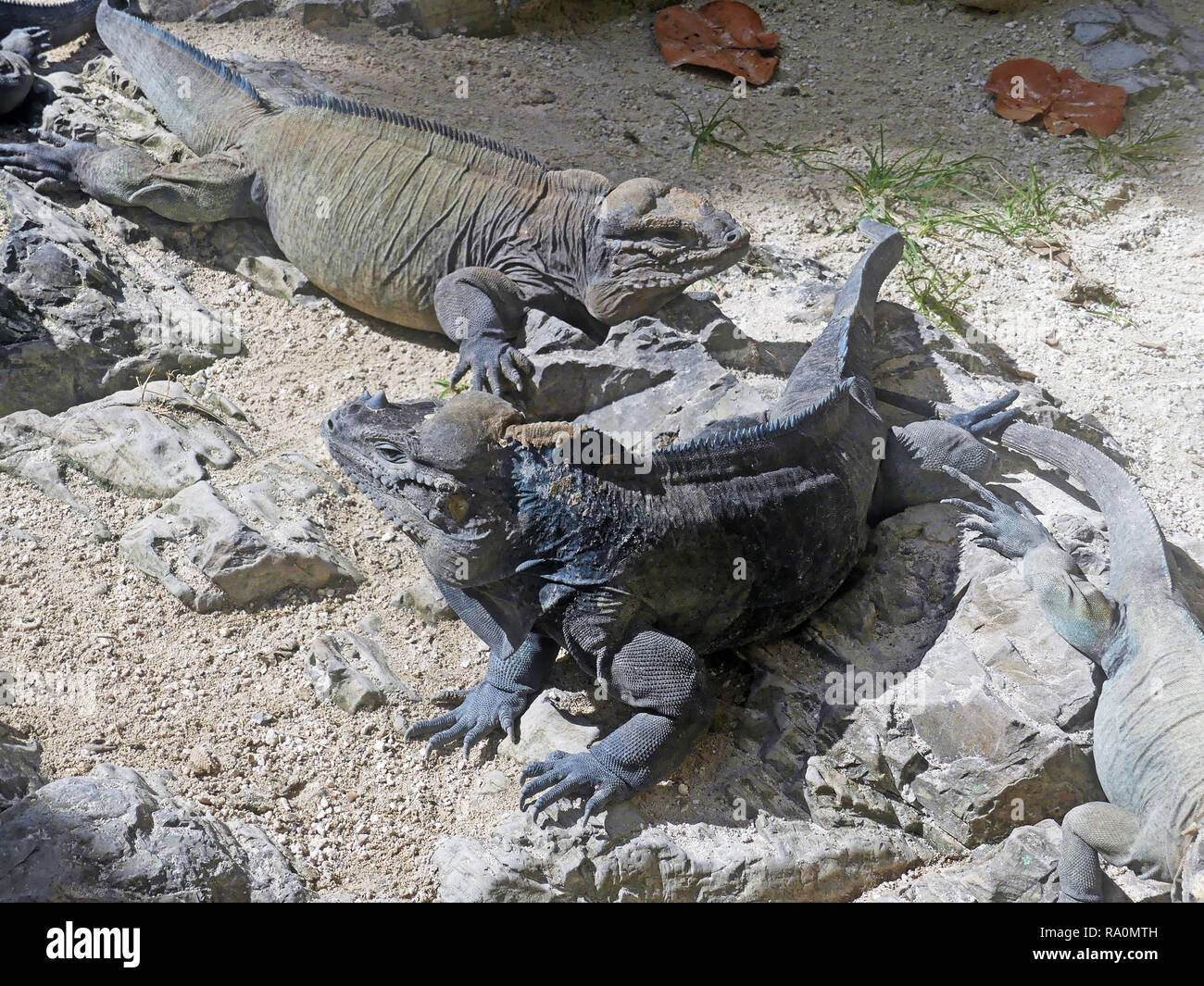 RHINOCEROS IGUANA Cyclura cornuta in the Dominican Republic. Photo ...