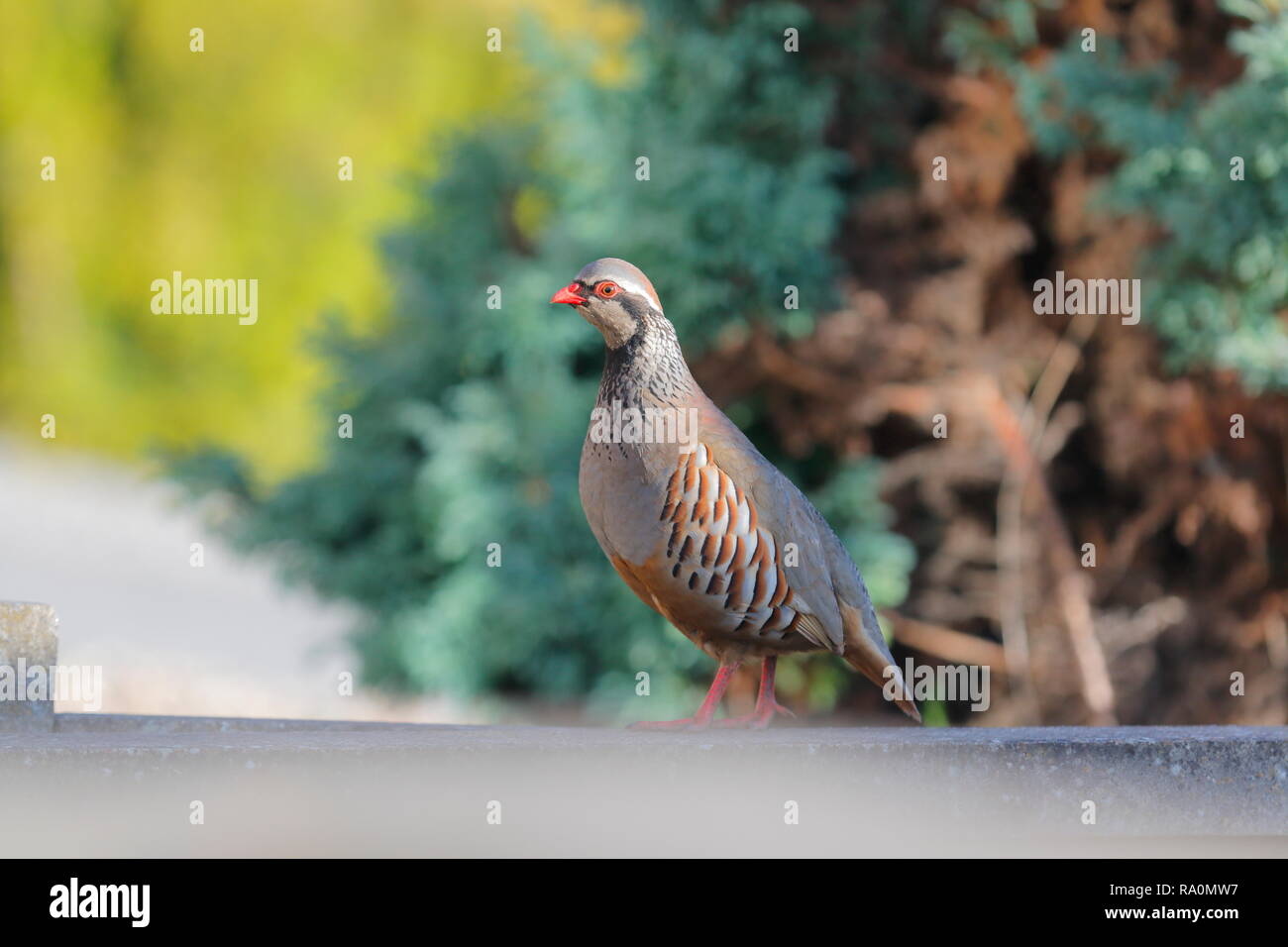 A Red Legged Partridge stood on a fence at RSPB Fairburn Ings Stock ...