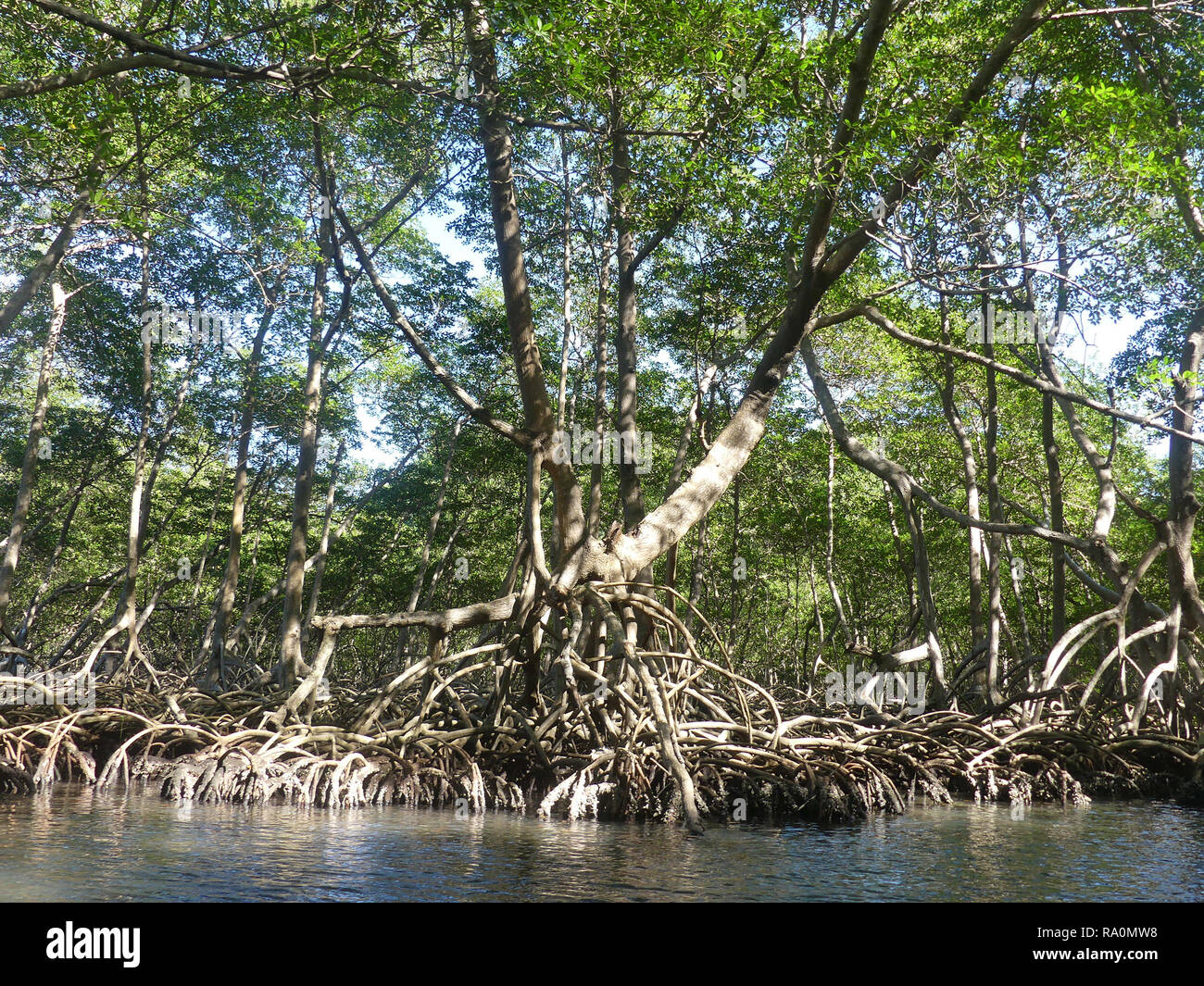 RED MANGROVES Rhizophora mangle in the Haitises National Park ...