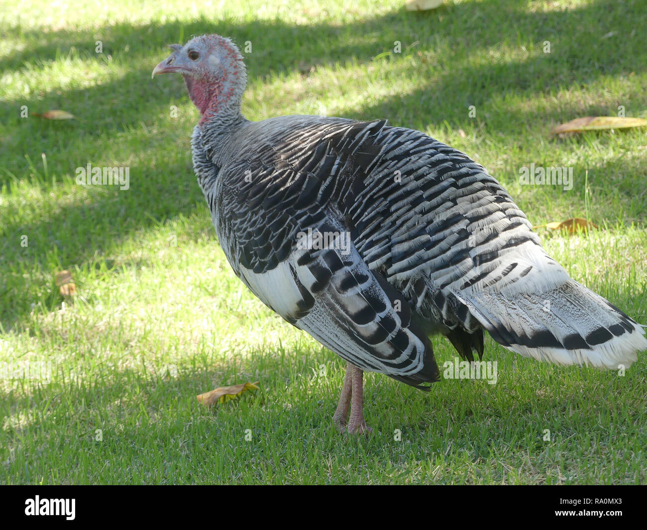 TURKEY (female) Photo: Tony Gale Stock Photo - Alamy