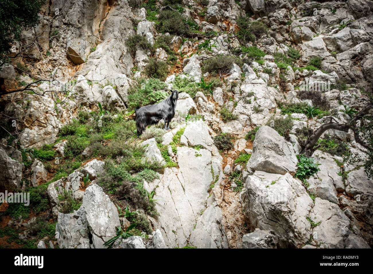 Sheep on hill Crete Greece Stock Photo - Alamy