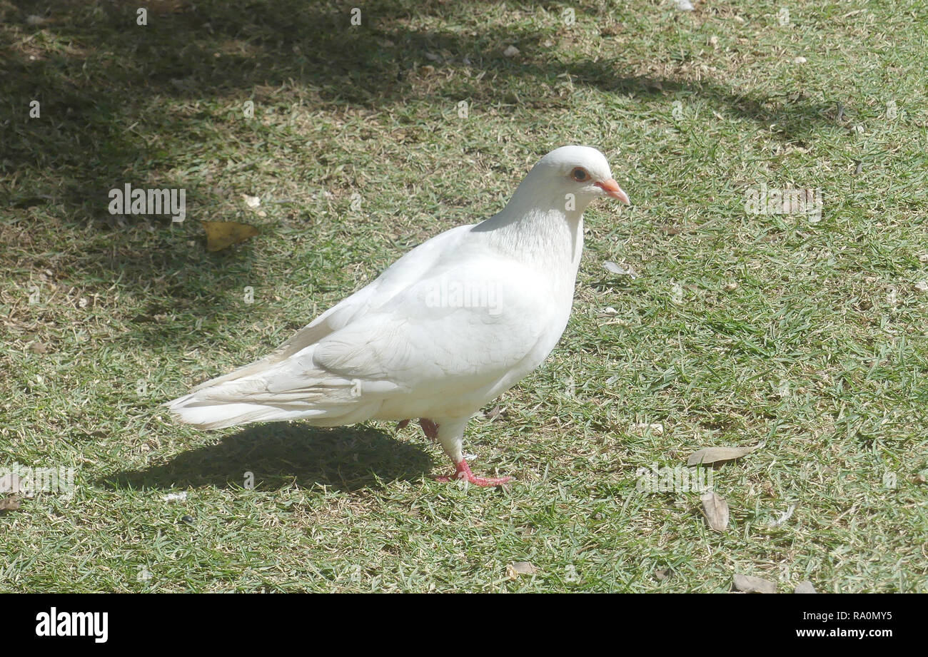 WHITE DOVE Photo: Tony Gale Stock Photo - Alamy