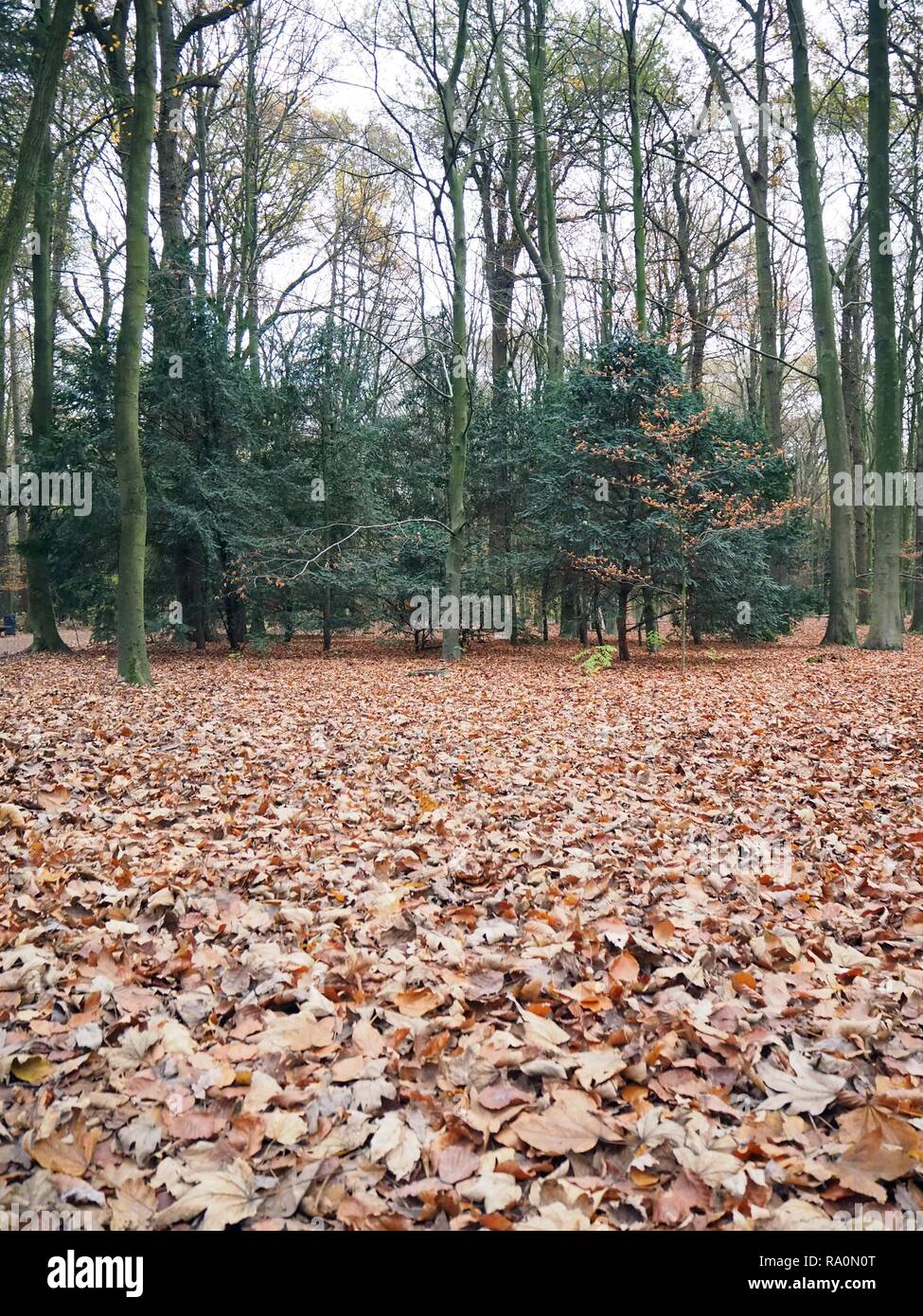 Autumn coloured forest with green tree trunk and brown and red leaves ...