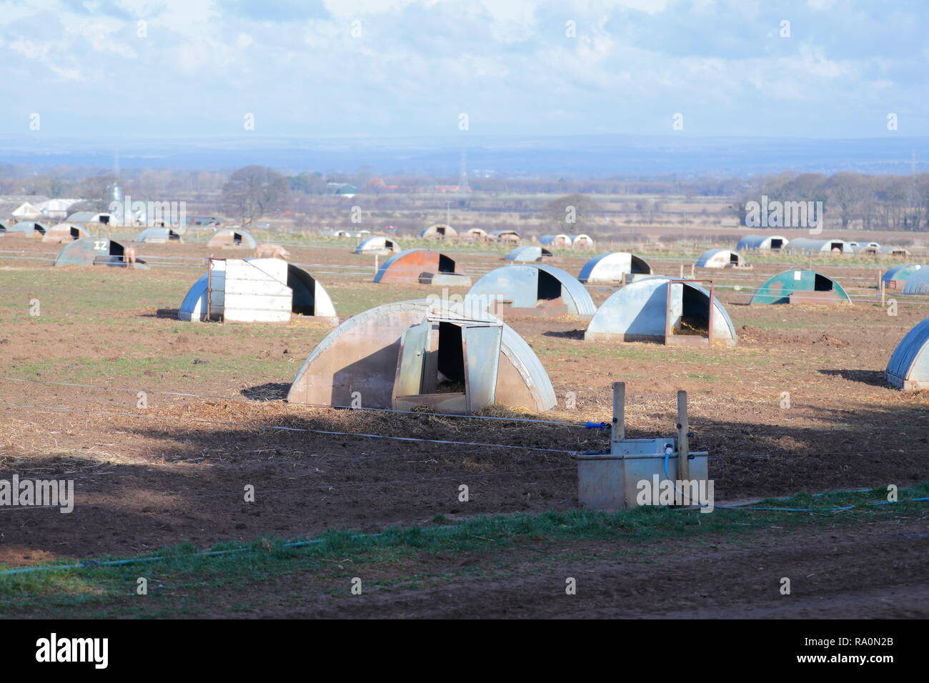 Piggeries hi-res stock photography and images - Alamy