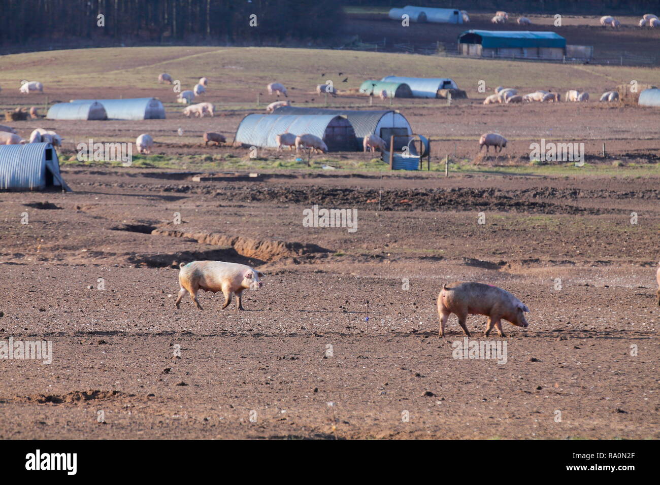 Piggeries hi-res stock photography and images - Alamy