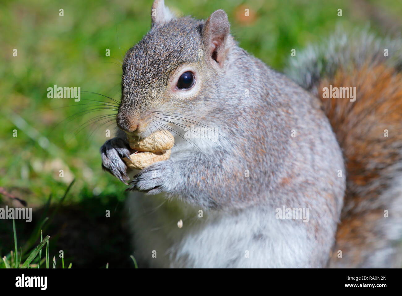 Squirrel eating nuts hi-res stock photography and images - Alamy