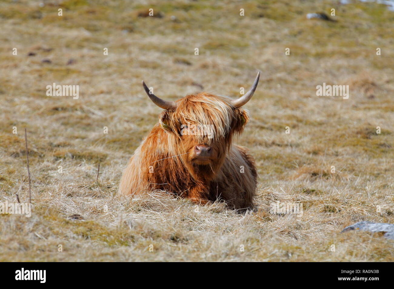 Highland cow in north yorkshire hi-res stock photography and images - Alamy