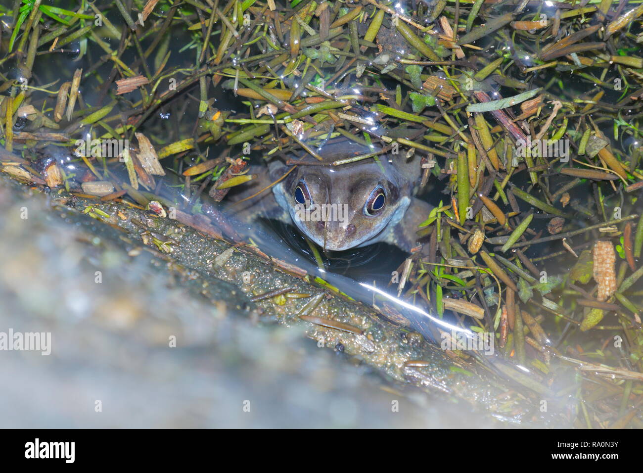 Pond life uk hi-res stock photography and images - Alamy