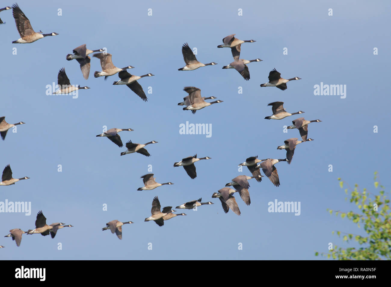 Flying canadian goose hi-res stock photography and images - Alamy