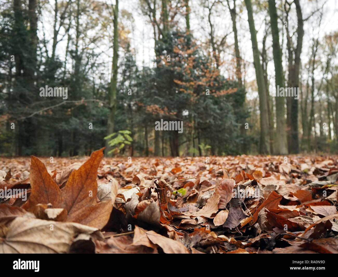 Autumn coloured forest with green tree trunk and brown and red leaves ...