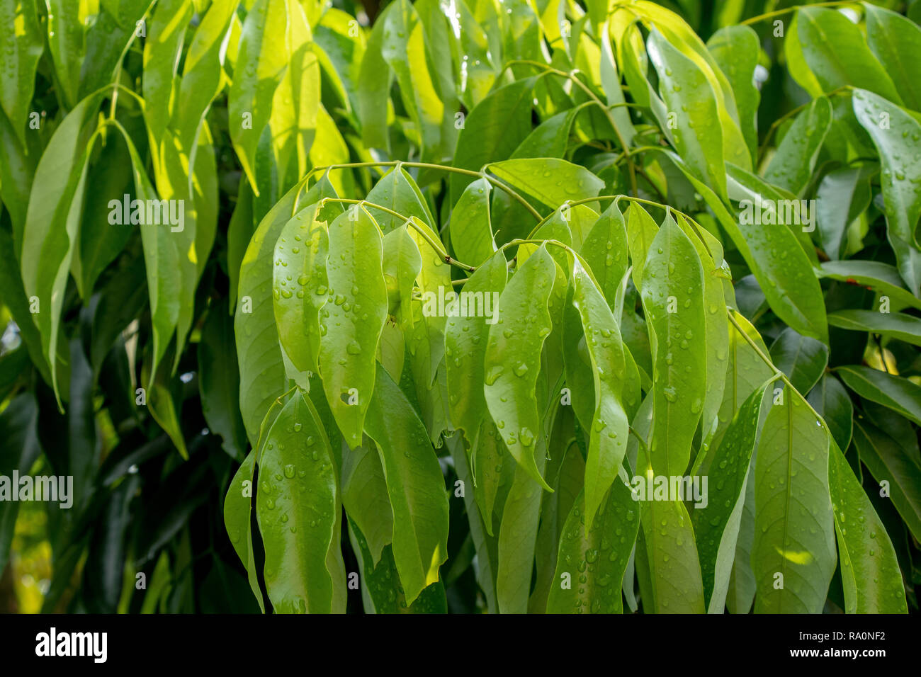 Leave of tree Stock Photo - Alamy