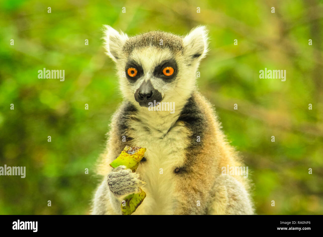 close up portrait of a Madagascar Ringtail Lemur. Lemur Catta species ...