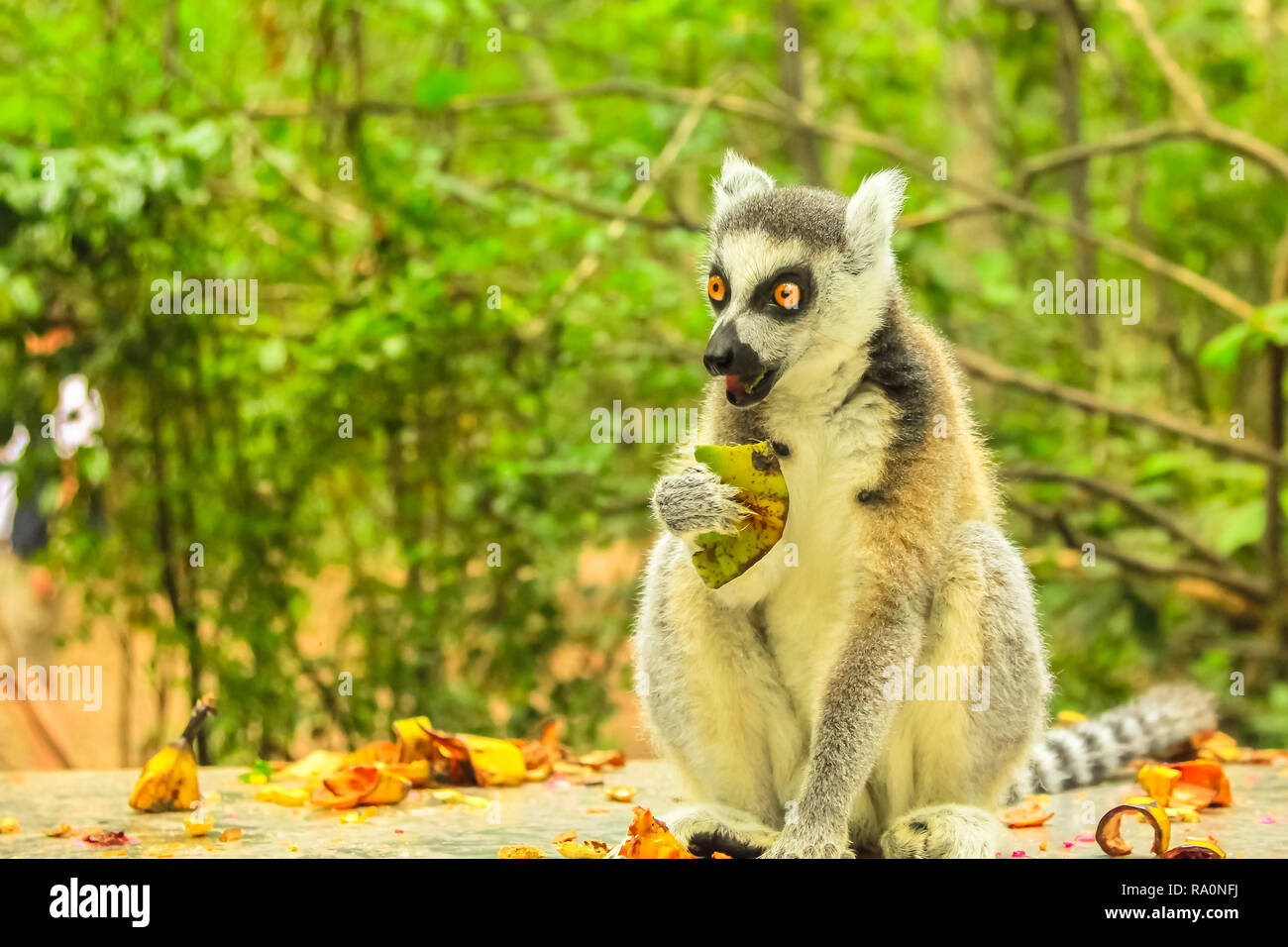 Madagascar Ringtail Lemur, Lemur Catta species eating fruits on forest ...