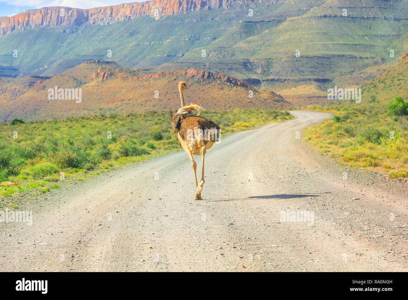 Ostrich on Karoo National Park dirt road. Beaufort West in South Africa ...