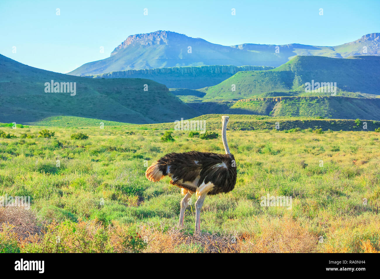 A Wild Ostrich in Karoo National Park. Beaufort West, South Africa ...