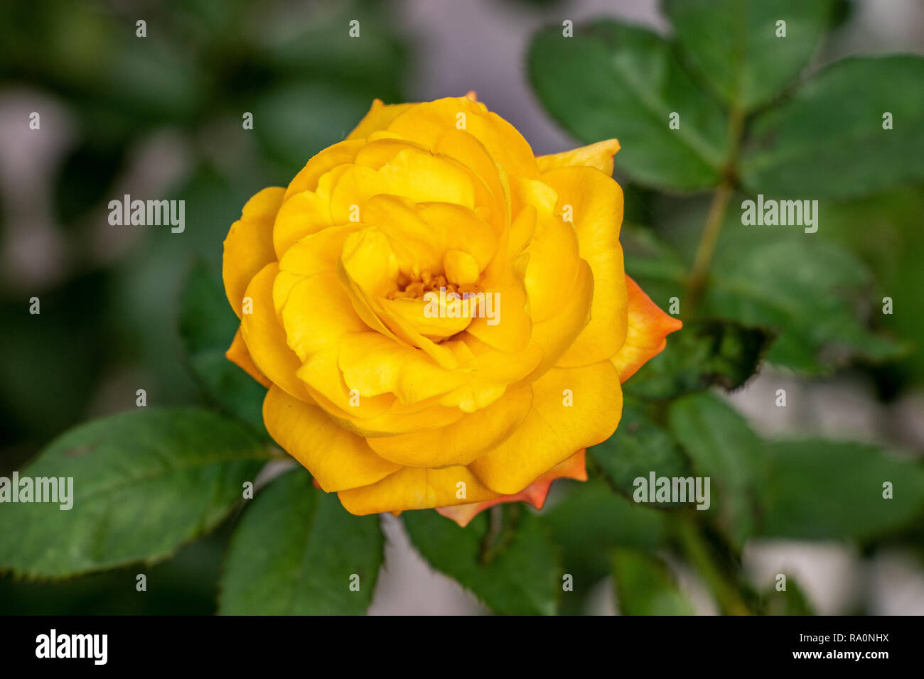 Image of yellow rose and red rose hi-res stock photography and images ...