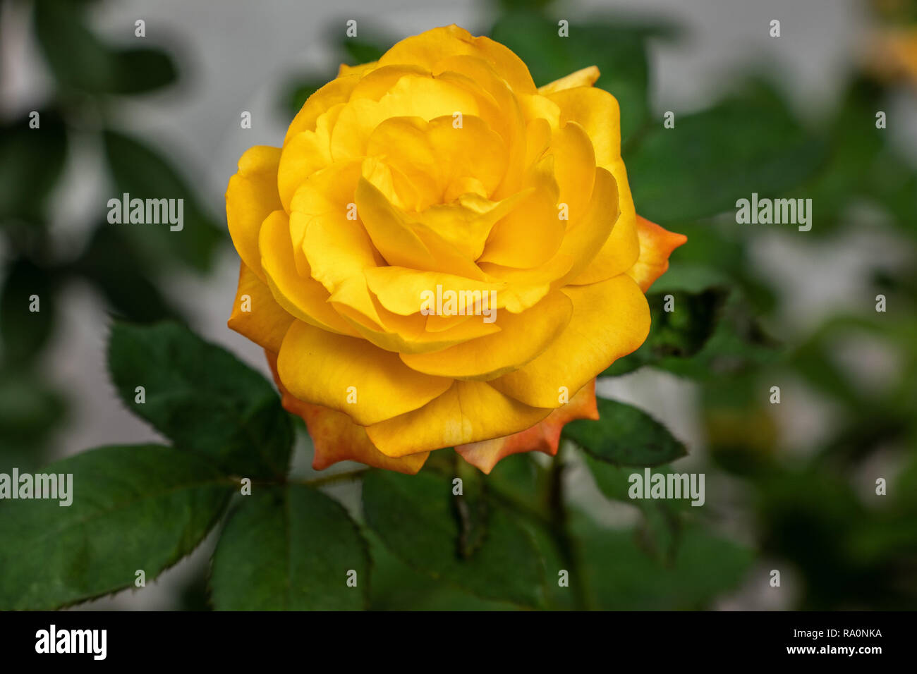 Garden yellow rose bush blooming hi-res stock photography and images ...