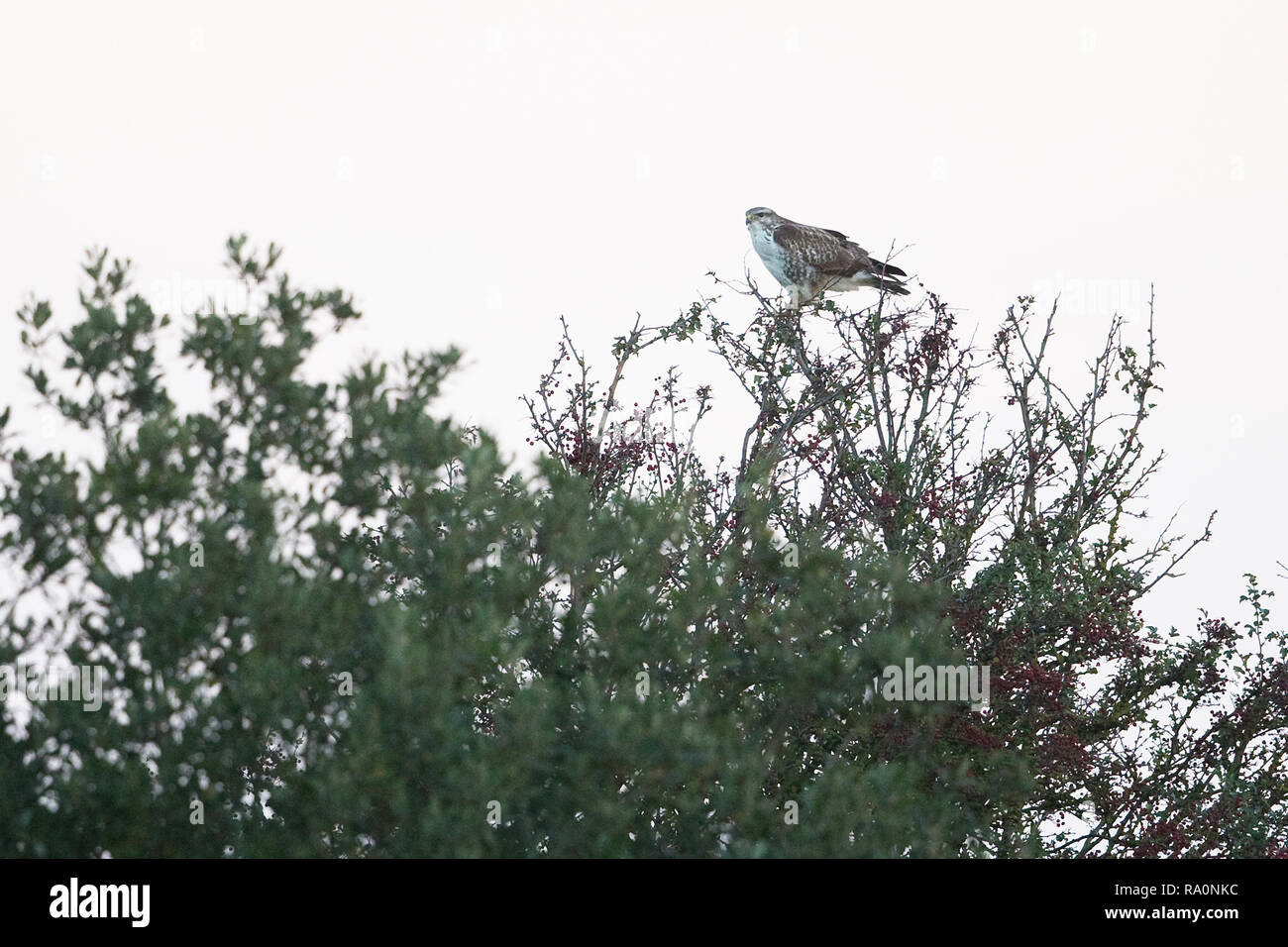 Pale buzzard hi-res stock photography and images - Alamy