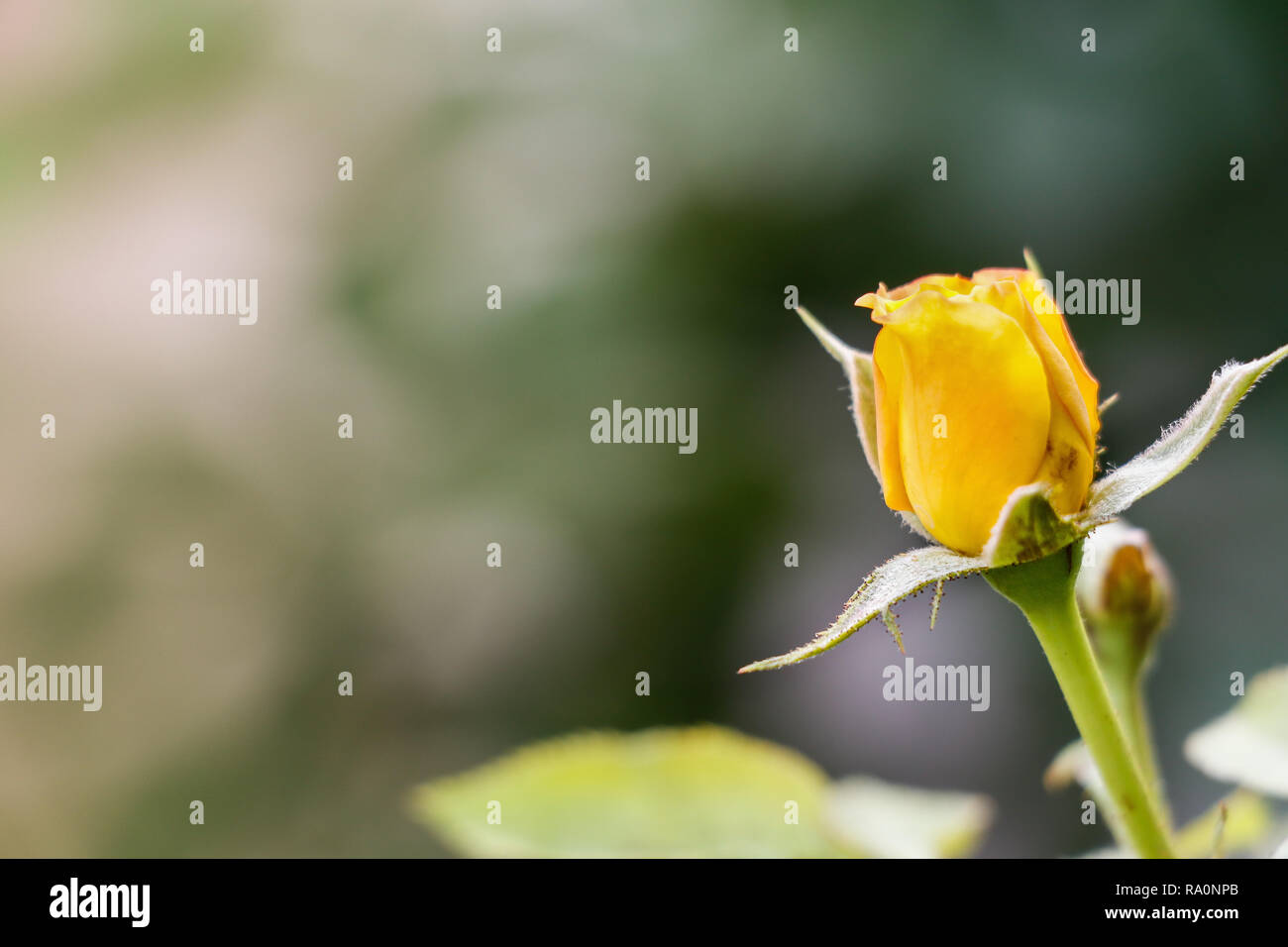 Yellow rosebud hi-res stock photography and images - Alamy