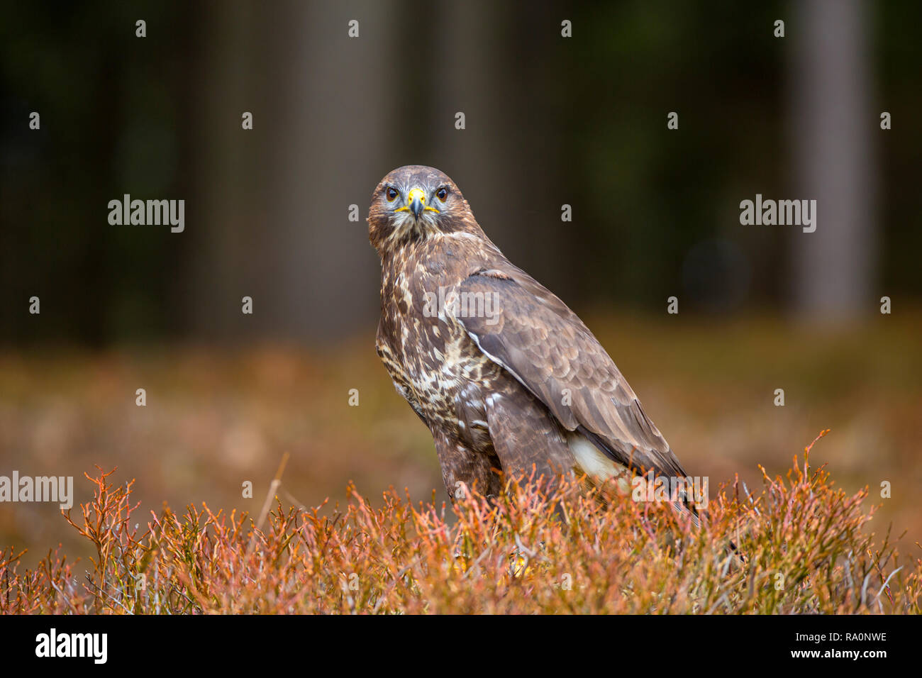A Common Buzzard in woodland Stock Photo - Alamy