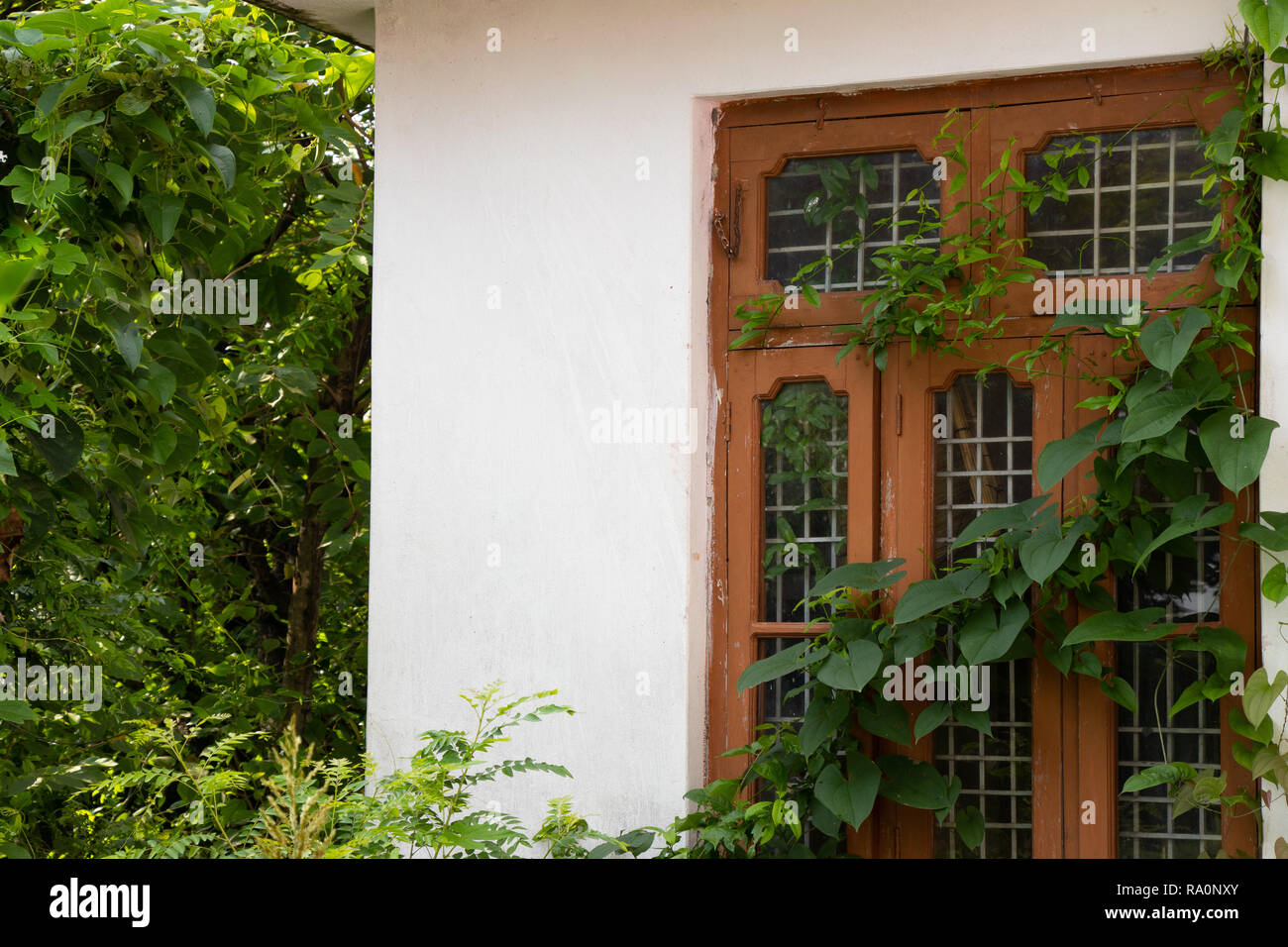 House window outside view, window covered with leaf vine Stock Photo ...