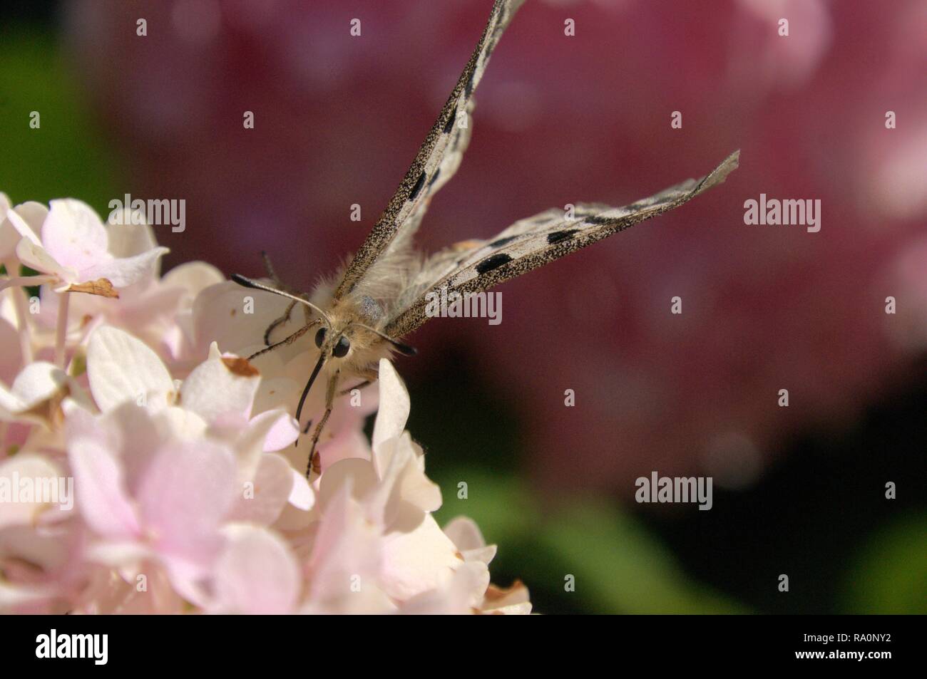 Alpine apollo butterfly hi-res stock photography and images - Alamy