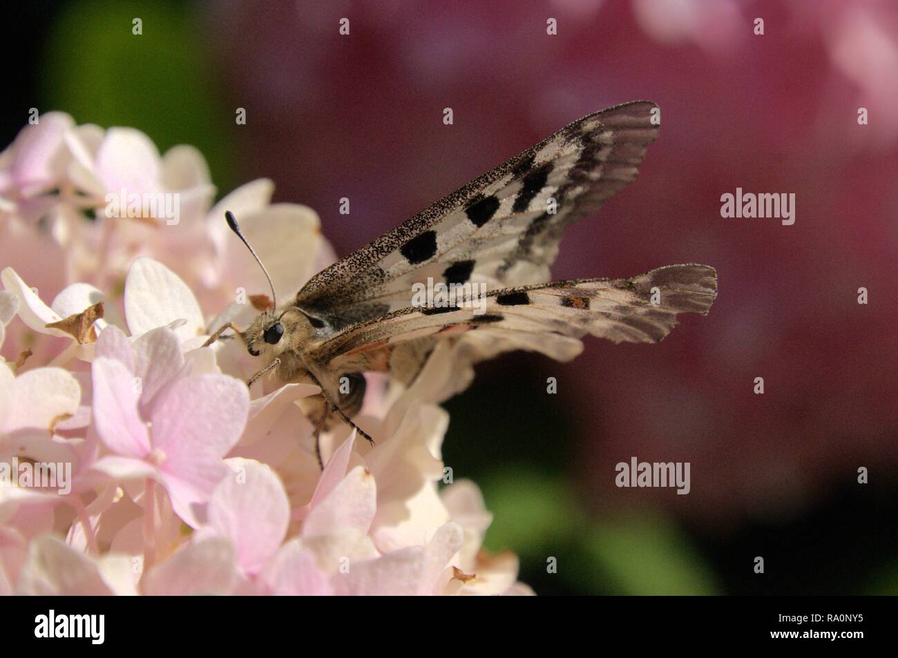 Alpine apollo butterfly hi-res stock photography and images - Alamy