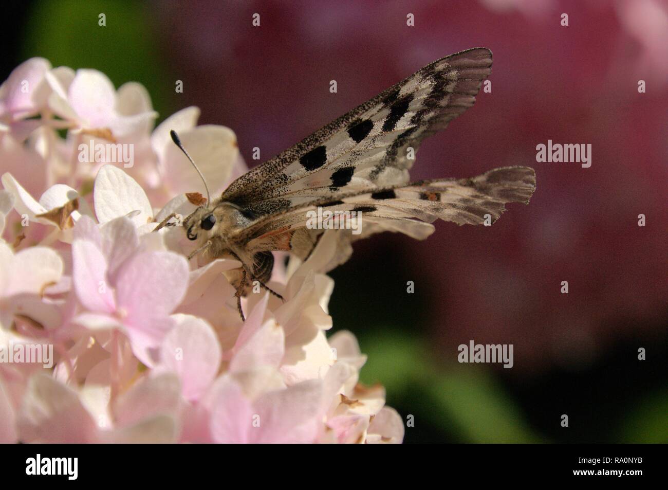Alpine apollo butterfly hi-res stock photography and images - Alamy