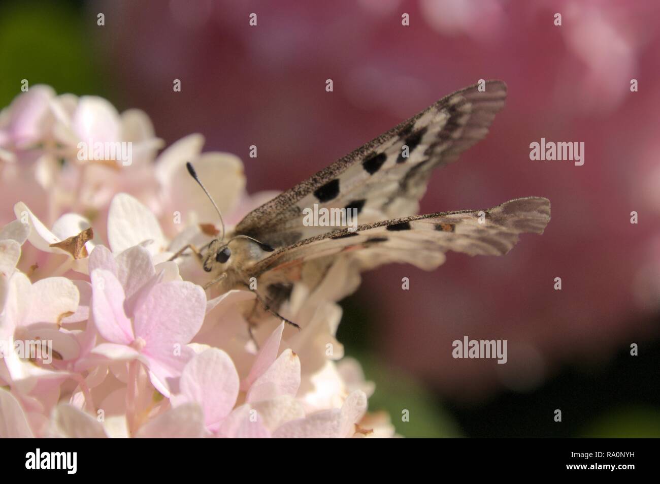 Parnassius apollo; mountain apollo butterfly in Swiss garden Stock ...