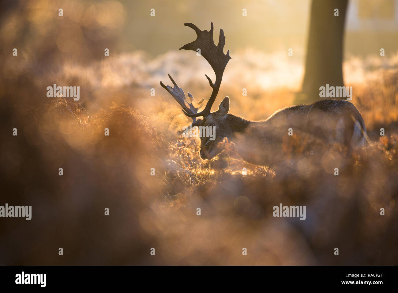 Fallow deer silhouette hi-res stock photography and images - Alamy