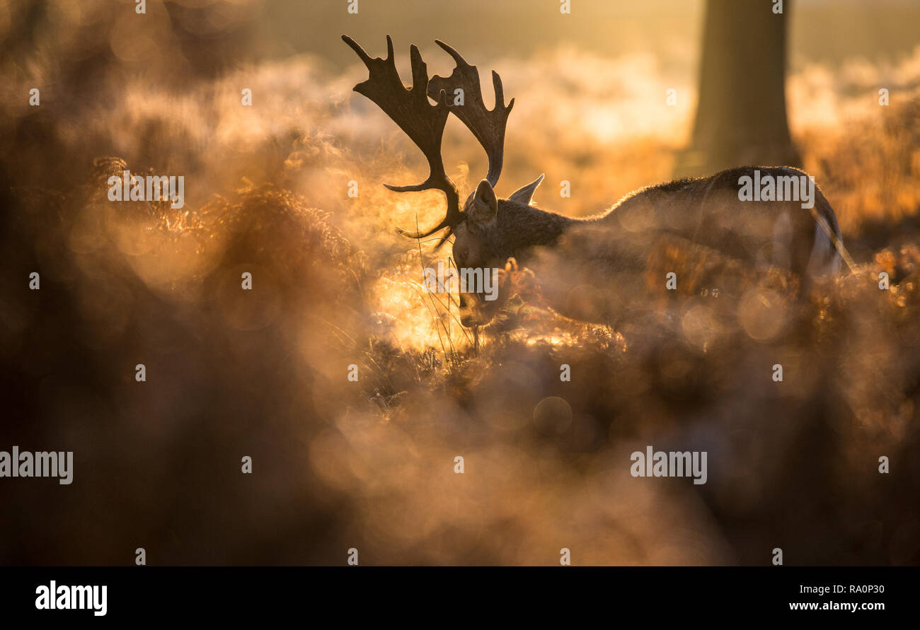 A fallow deer buck at sunset in Richmond Park, London Stock Photo - Alamy