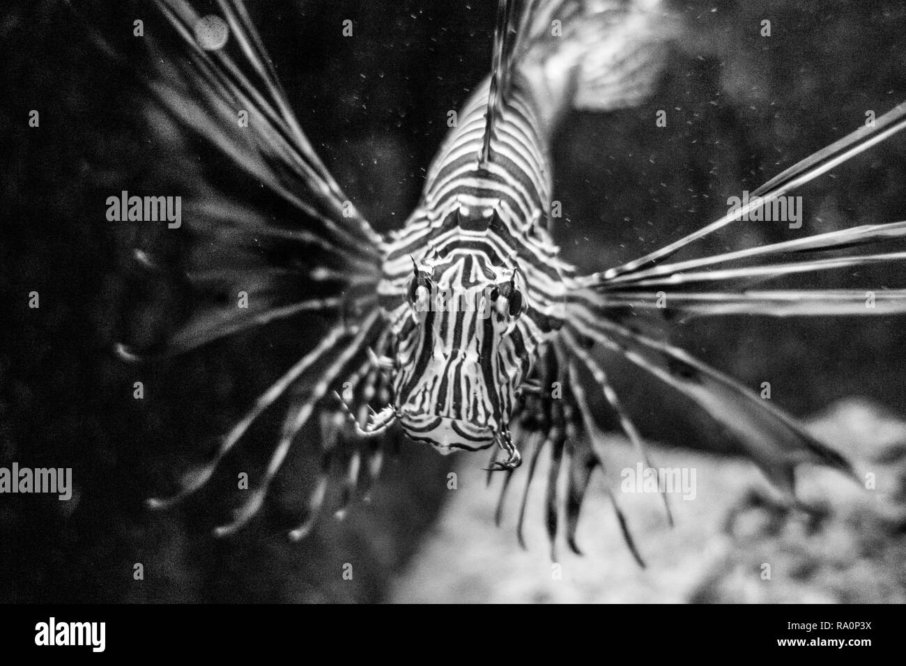 Striped fish in the water Crete Greece Europe Stock Photo - Alamy
