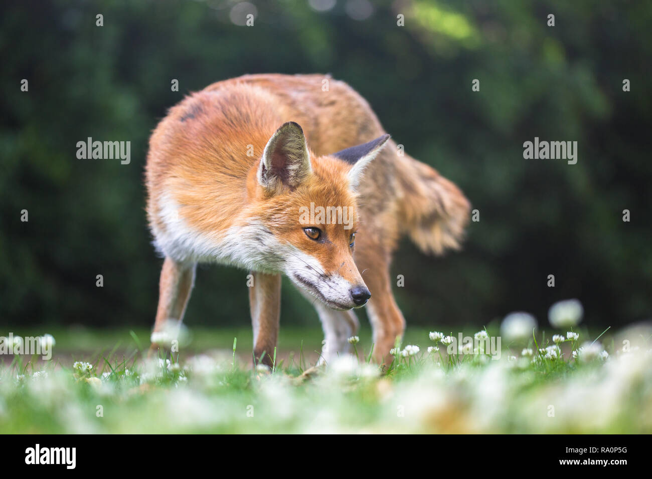 A Red fox in South West London Stock Photo - Alamy