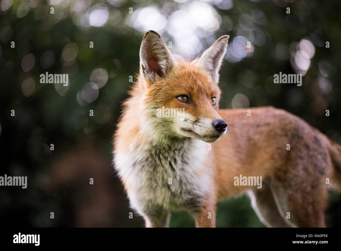 A Red fox in South West London Stock Photo - Alamy