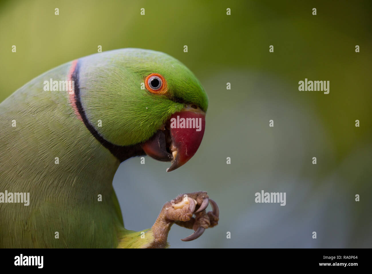 A Ring necked parakeet in Hyde Park in Central London Stock Photo - Alamy