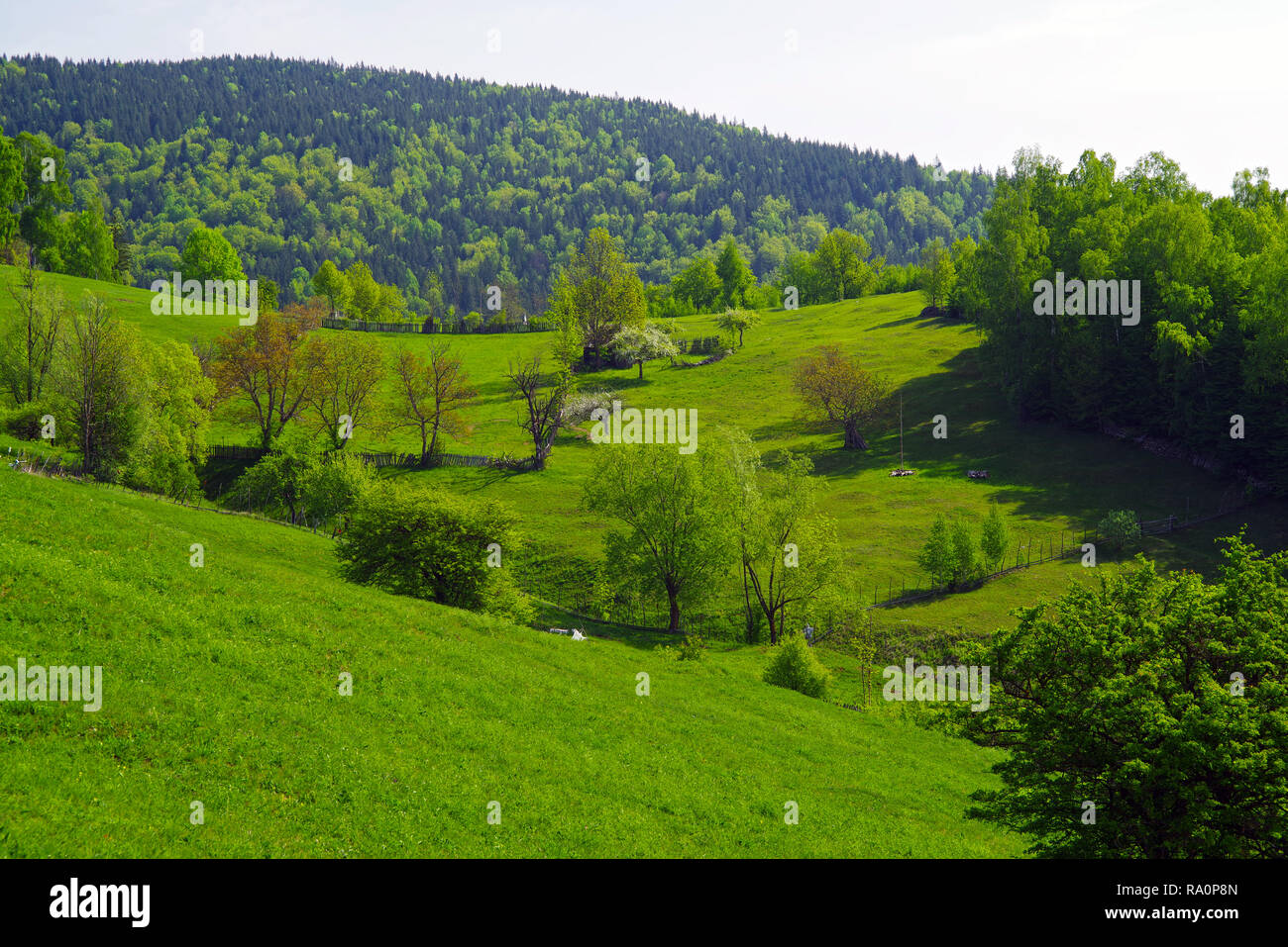 Hill trees grass hi-res stock photography and images - Alamy
