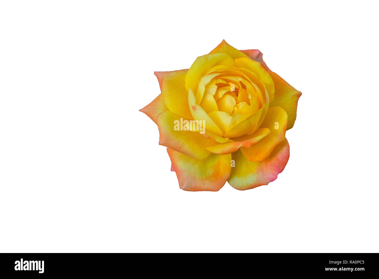 Yellow rose head isolated on white background, only rose head Stock ...
