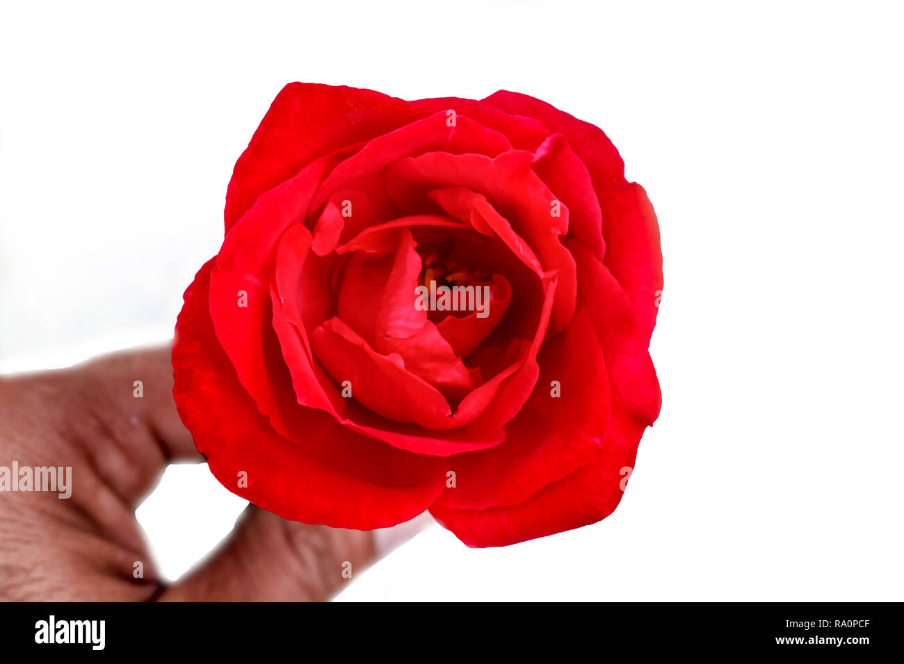 Red rose flower isolated on white background held by person in hand ...