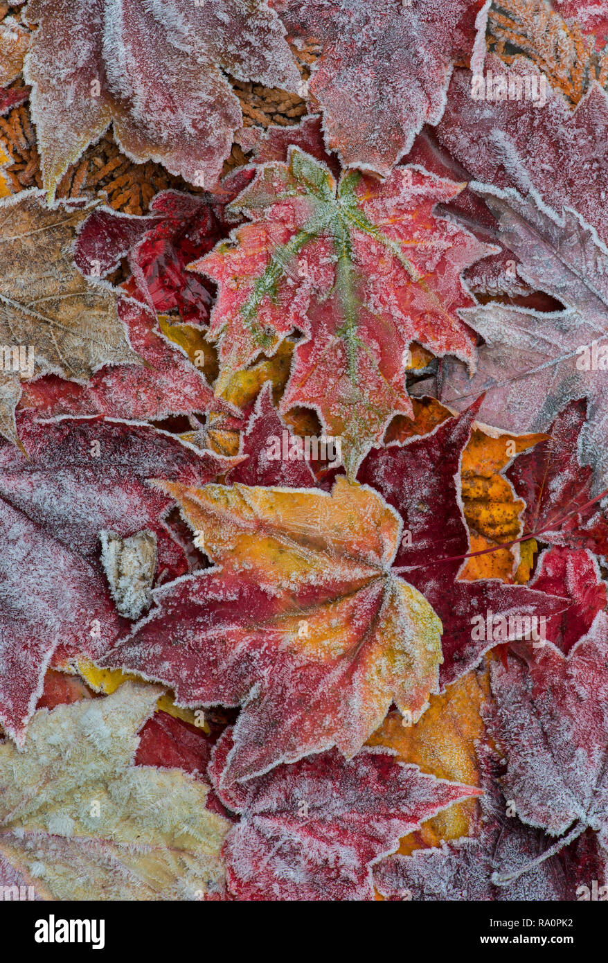 Frosted Maple leaves, forest floor, Autumn, E USA, by Skip Moody ...