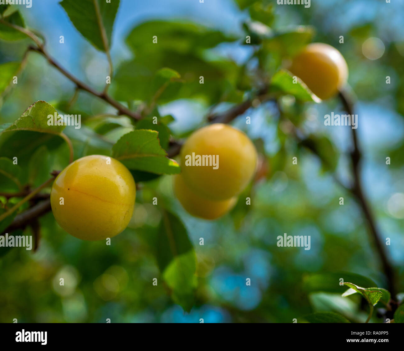 Yellow plums hanging on a branch of a tree in garden Stock Photo - Alamy