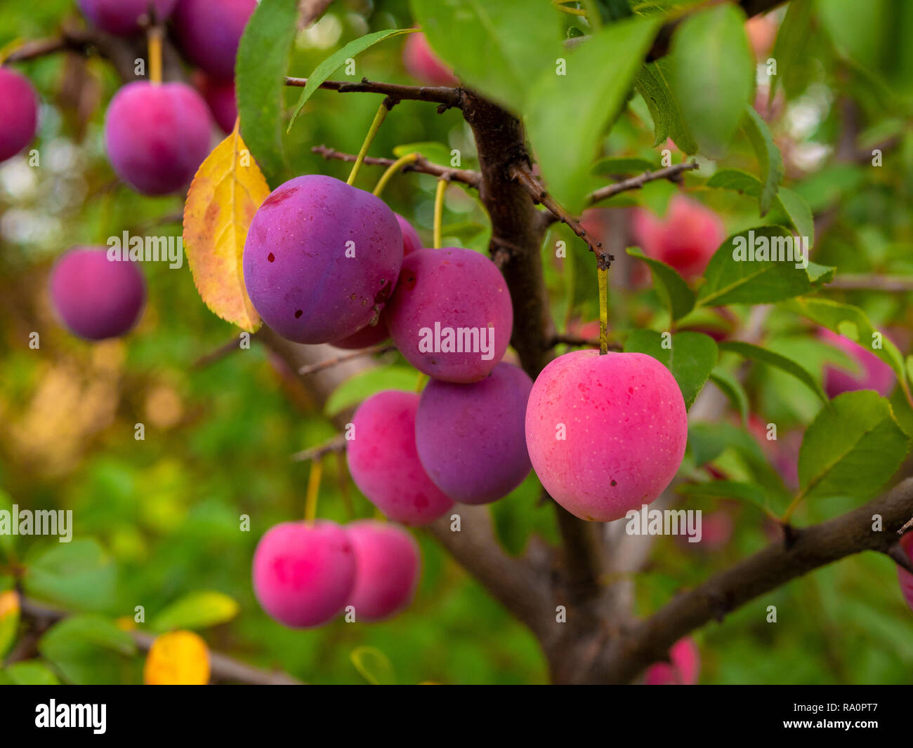 Plums hanging on brench of tree in garden Stock Photo - Alamy