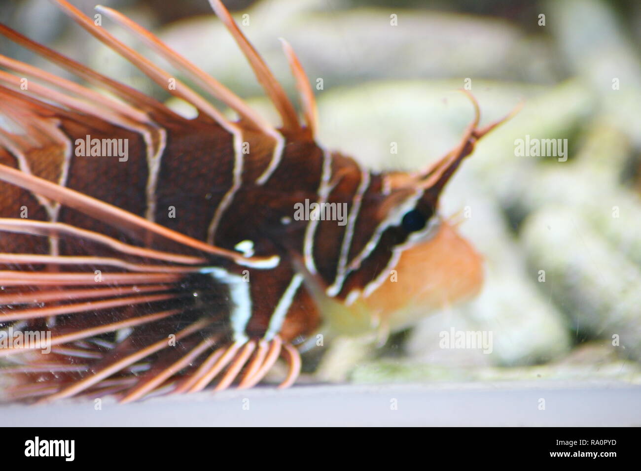 A single antenna lionfish (Pterois antennata Stock Photo - Alamy