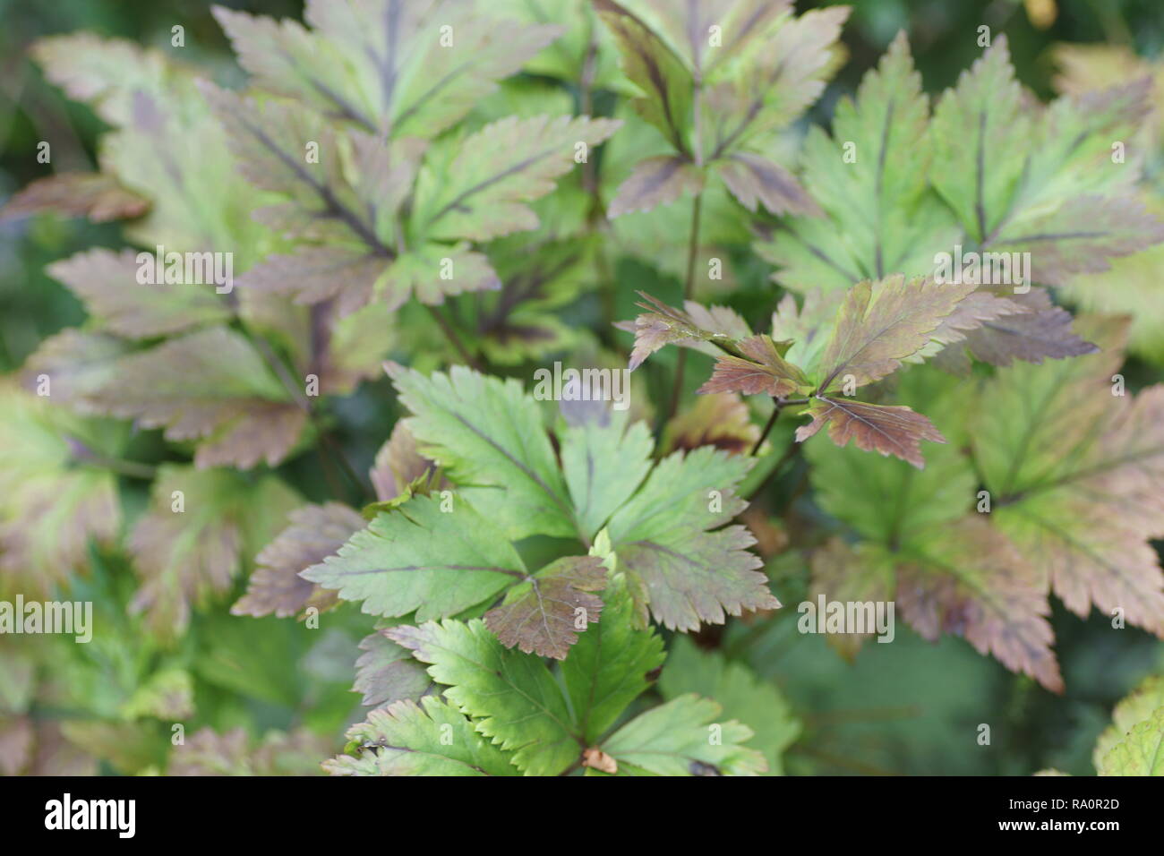 Shrub root hi-res stock photography and images - Alamy